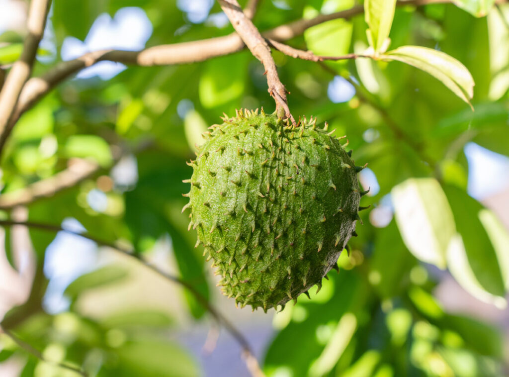 Chinese Apple – Discover Paradise at Down to Earth Adventure Farm